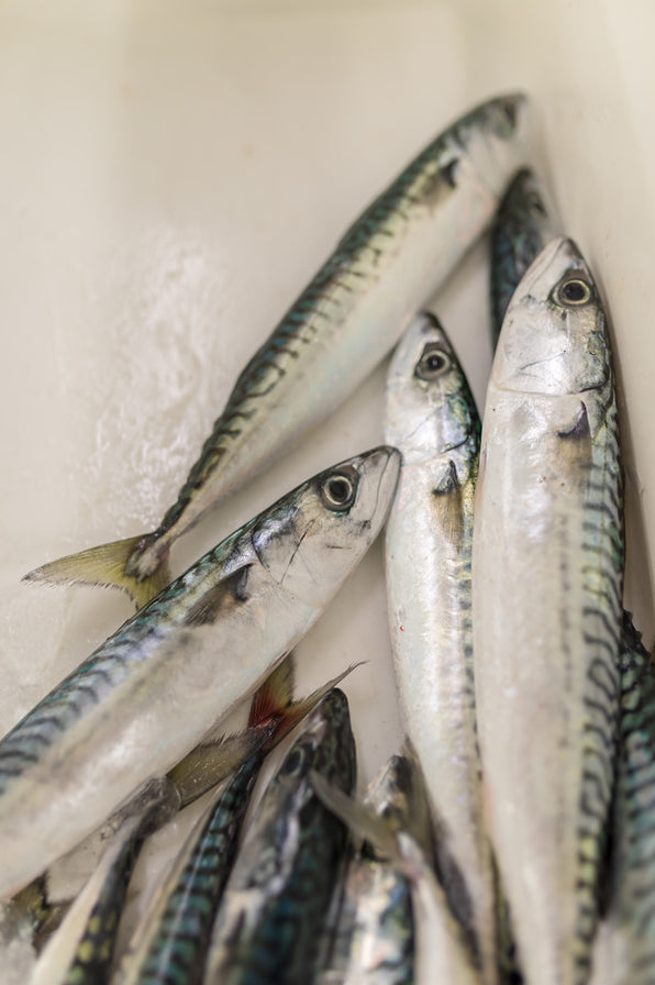 Rockfish Seafood Restaurants & Online Seafood Market - Fresh seafood