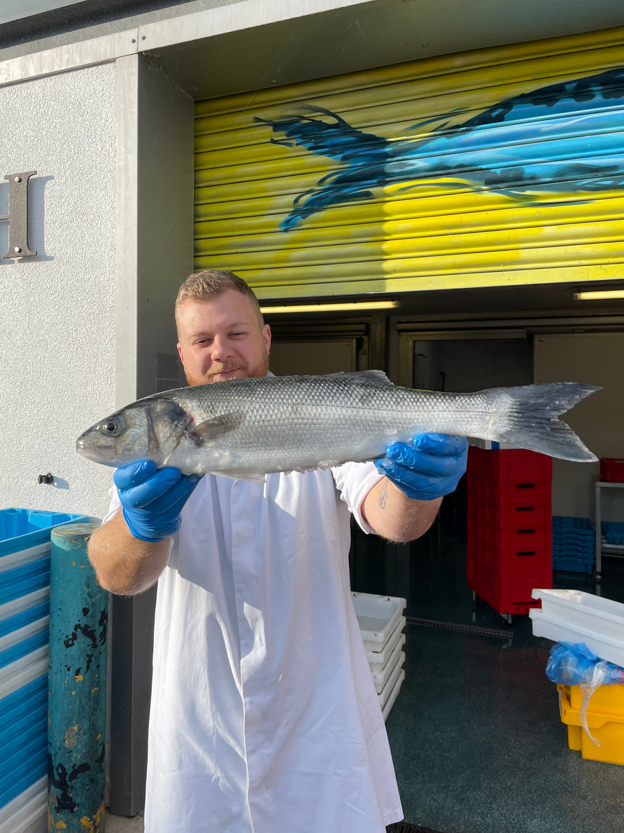 Mitch's Pick - Sea Bass 1.2kg – Rockfish