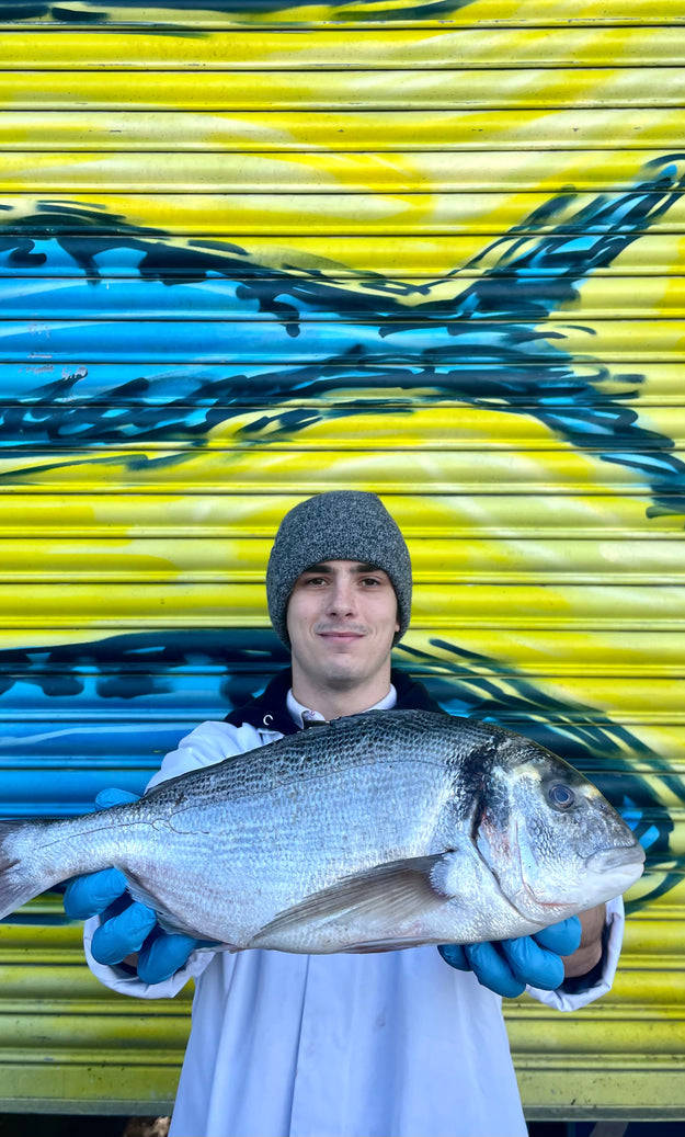 Wild Gilt Head Sea Bream Fillets - Fresh sustainable fish delivered ...