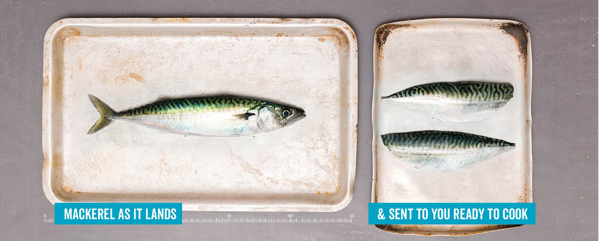 Mackerel Fillets - Frozen – Rockfish