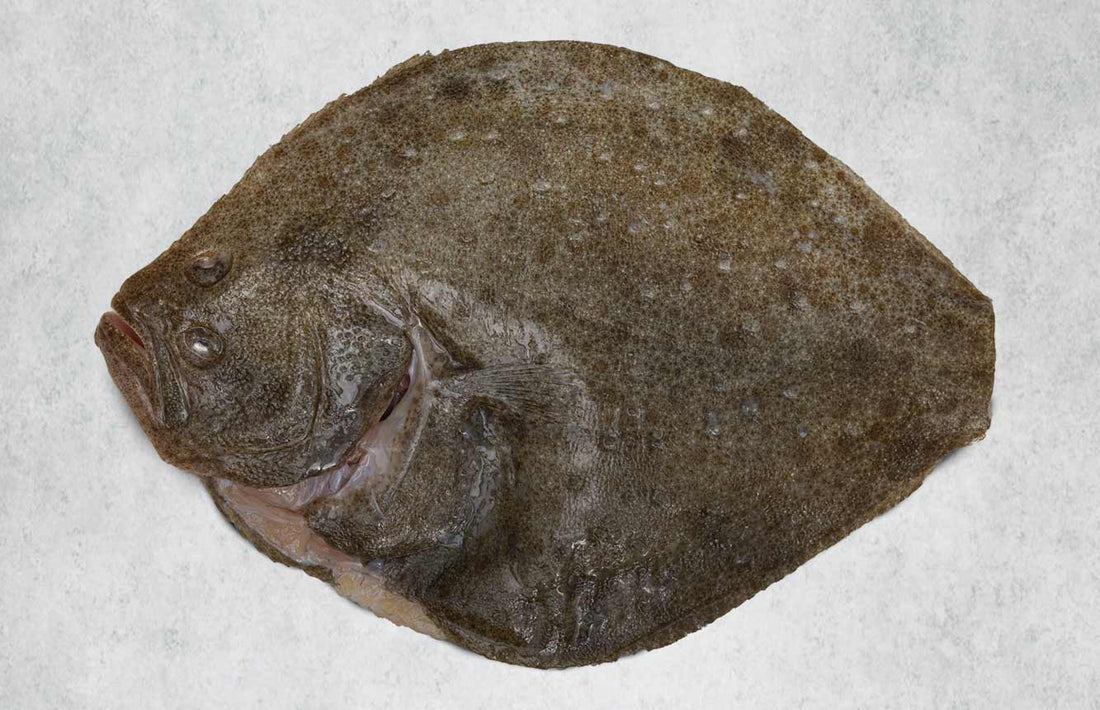 Whole Turbot for Two – Rockfish