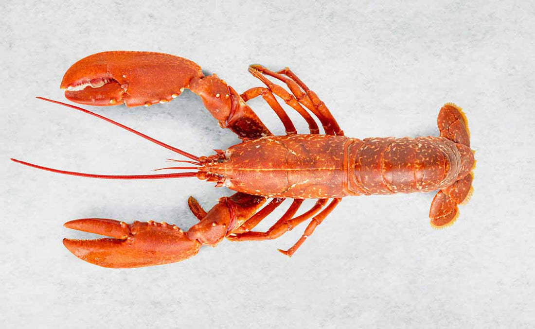 Whole Cooked Lobster – Rockfish