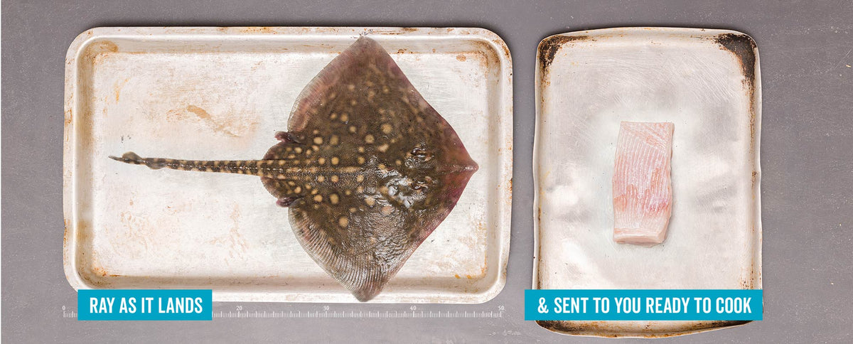 Ray T-Bone – Rockfish