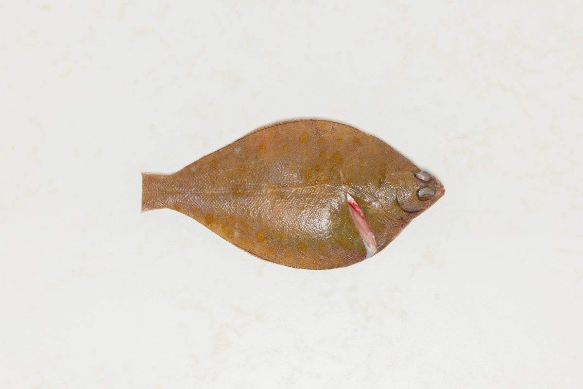 Dab - Frozen – Rockfish